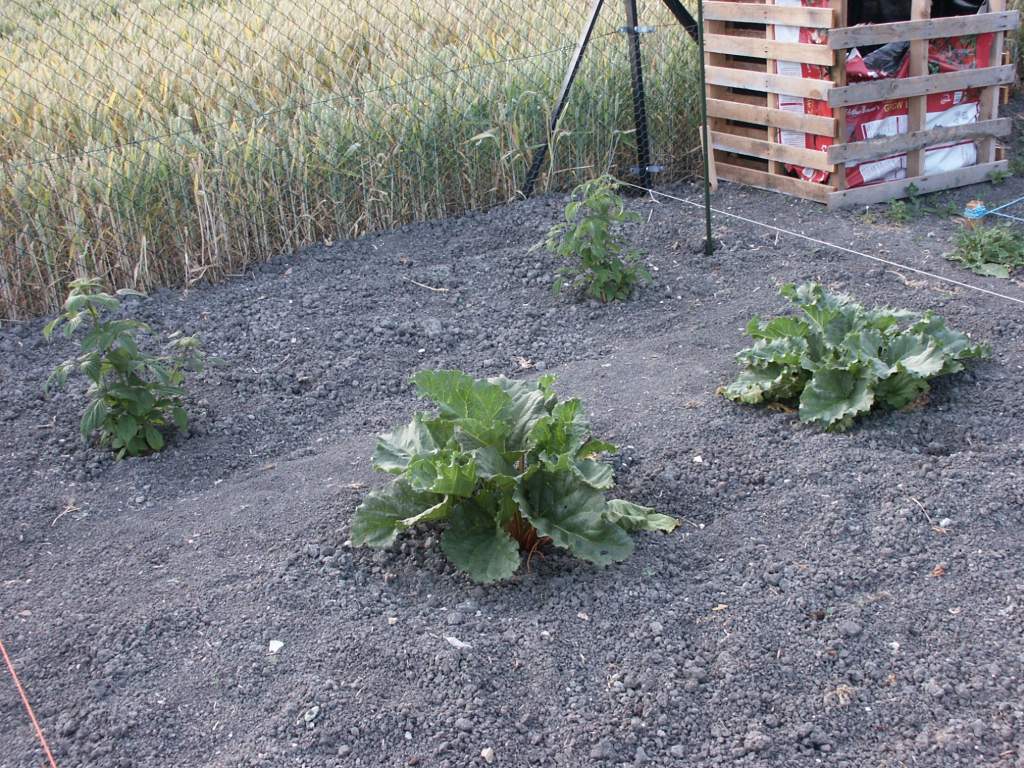 Allotments 4 All - Fruit Patch