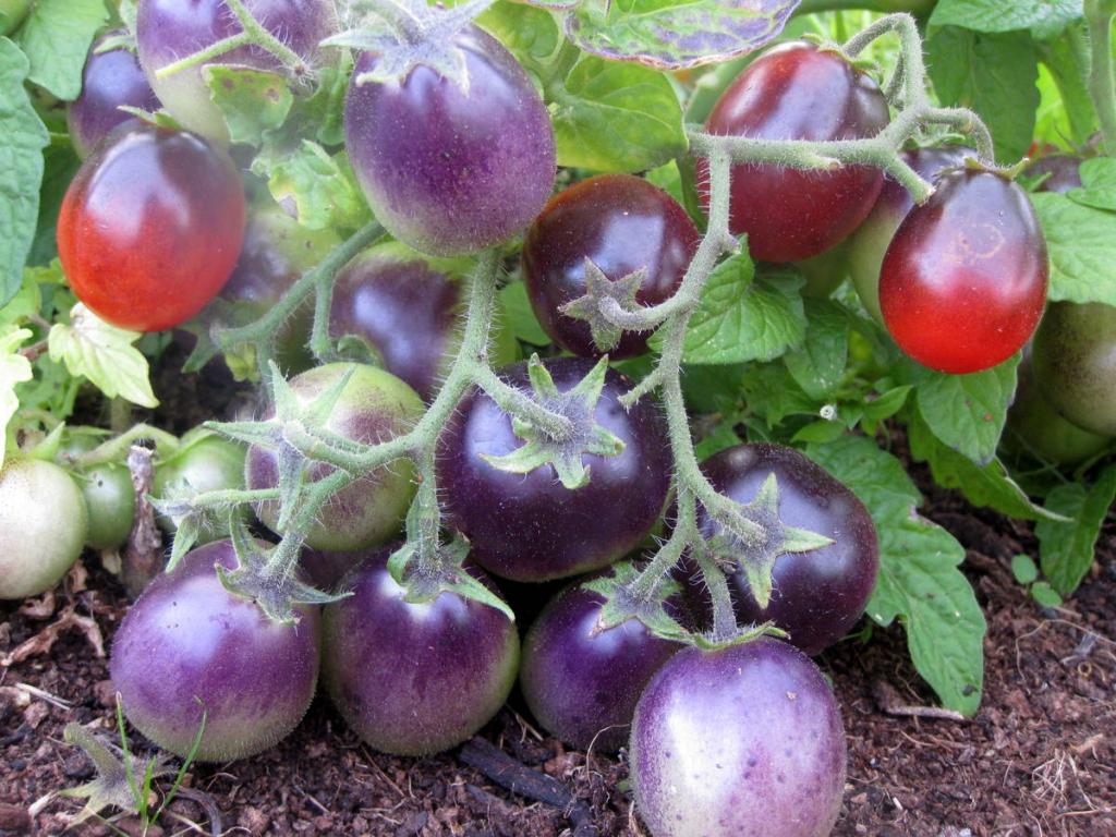 Allotments 4 All - Mini Indigo Red